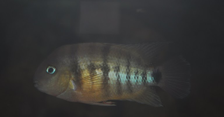 ZOOTOGRAFIANDO (6.100 ANIMALS): CÍCLIDO DE CUTTER / CUTTER´S CICHLID ...