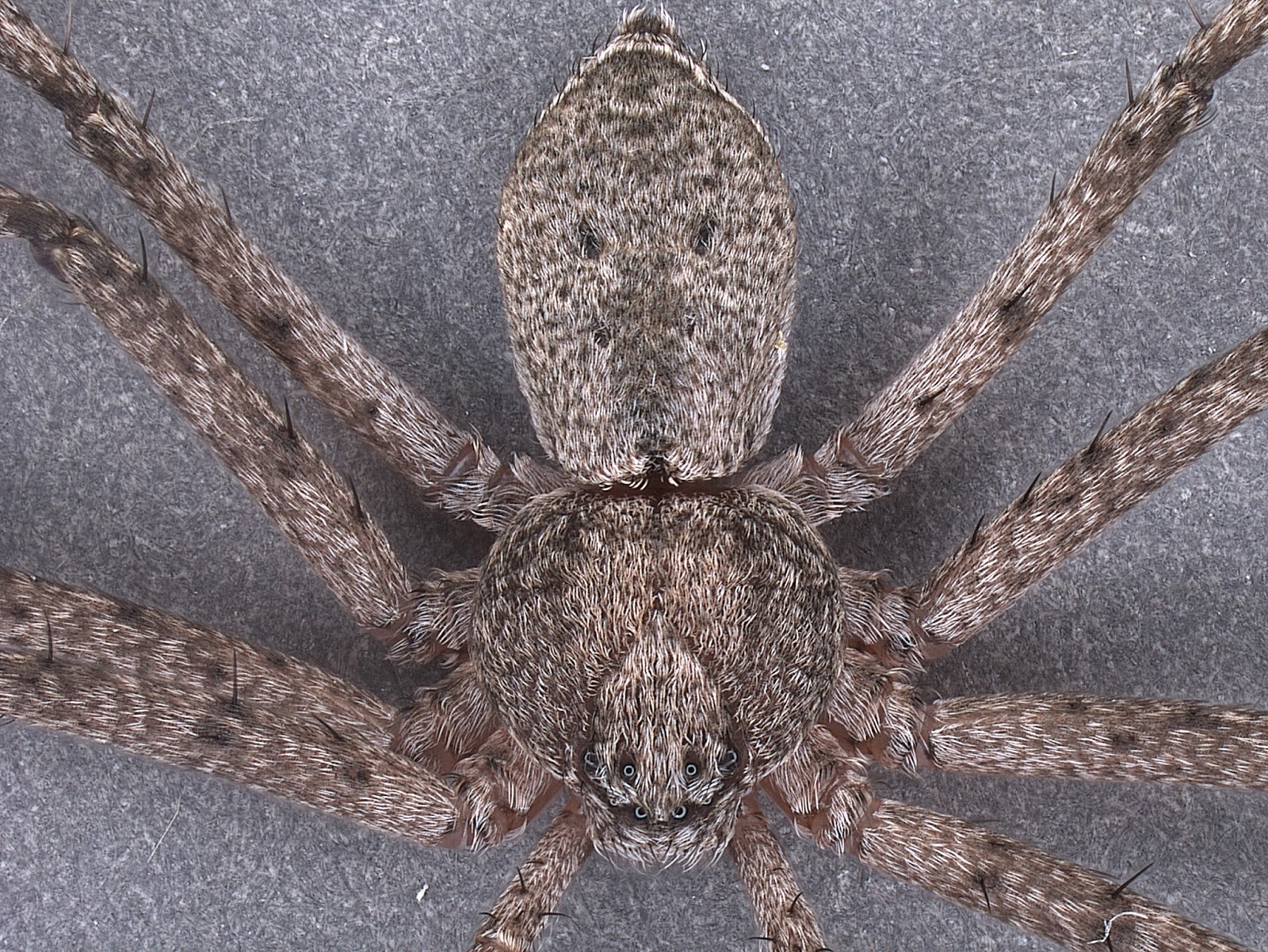 Photography help/advise : r/Entomology