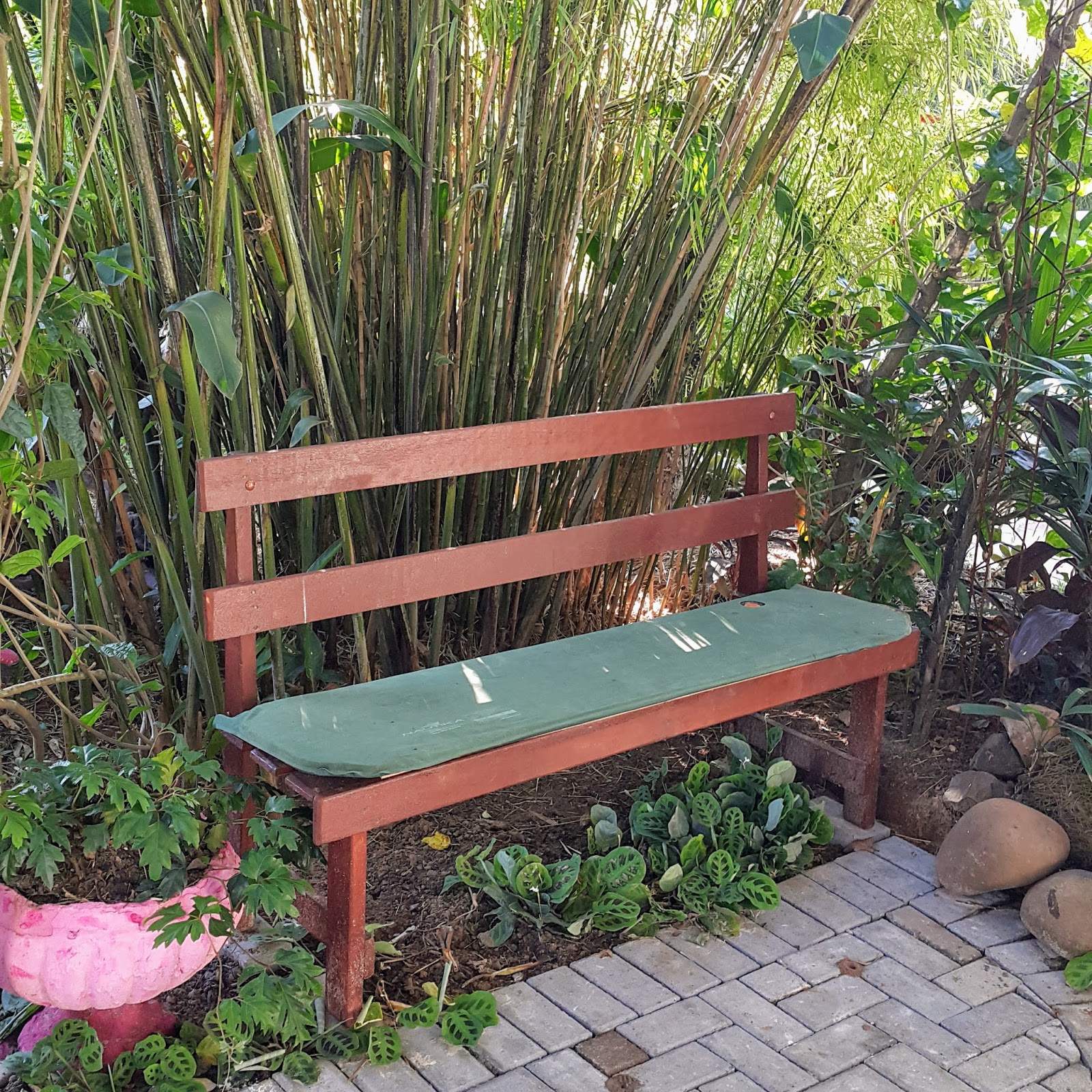 "Verdade//aspas" : 👪 Poaceae (Bambusa textilis 'gracilis')