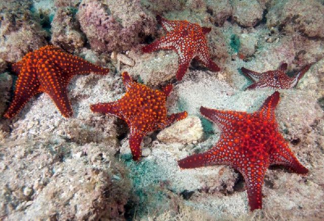 Fantastic Sea: Ciri-ciri dan Fakta Mengenai Bintang Laut