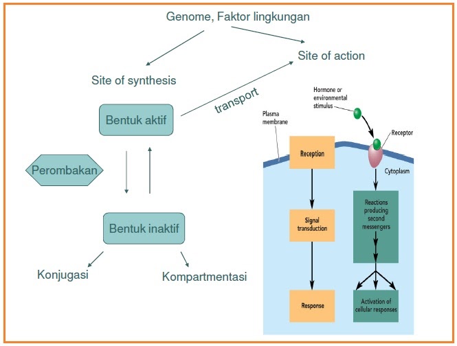 BIOLOGI GONZAGA: FITO HORMON AUKSIN