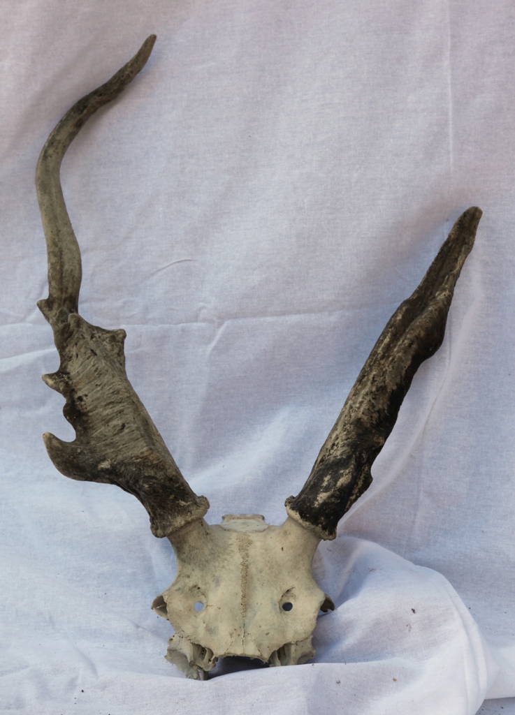 Dougarie Estate: Strange Antlers on Red Deer