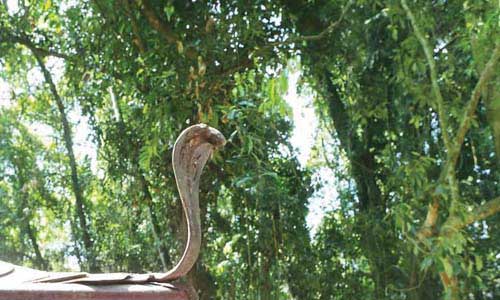 Origin of Snake Worship in Kerala Hindu Homes - Reason For Popularity ...