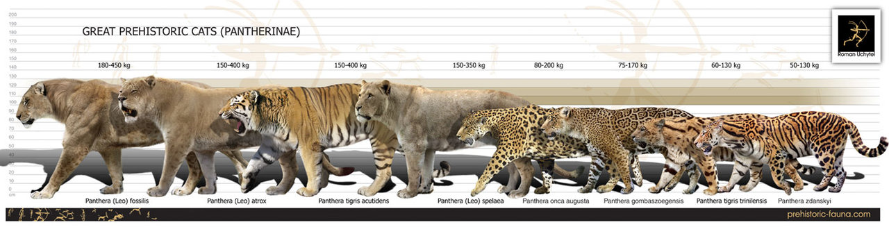 Abe's Animals: Big cat scale
