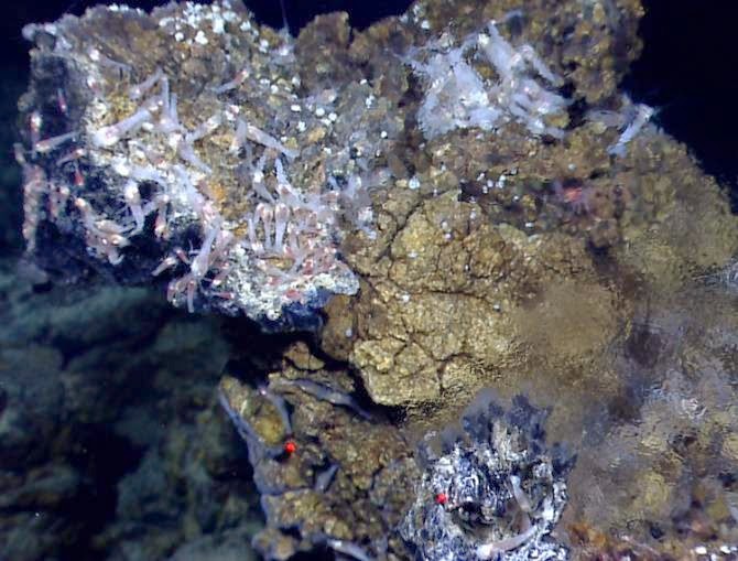 NOTICIAS DE HISTORIA NATURAL: MÁS MISTERIO EN TORNO AL POSIBLE ORIGEN ...