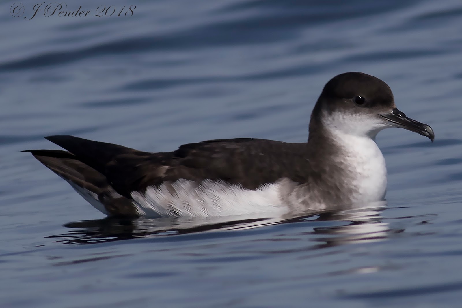 Joe Pender Wildlife Photography: Manx Shearwaters