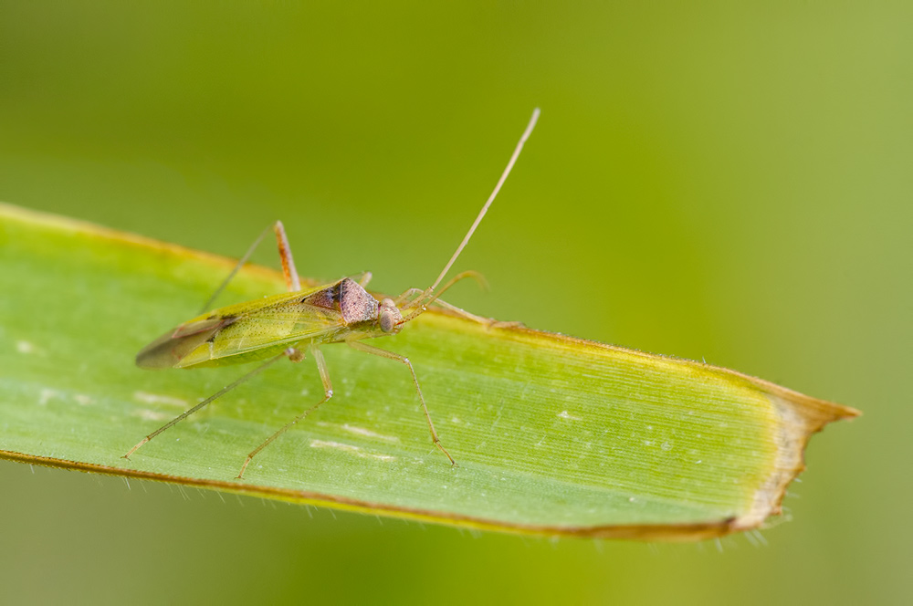 MACREANDO: Miridae sp.