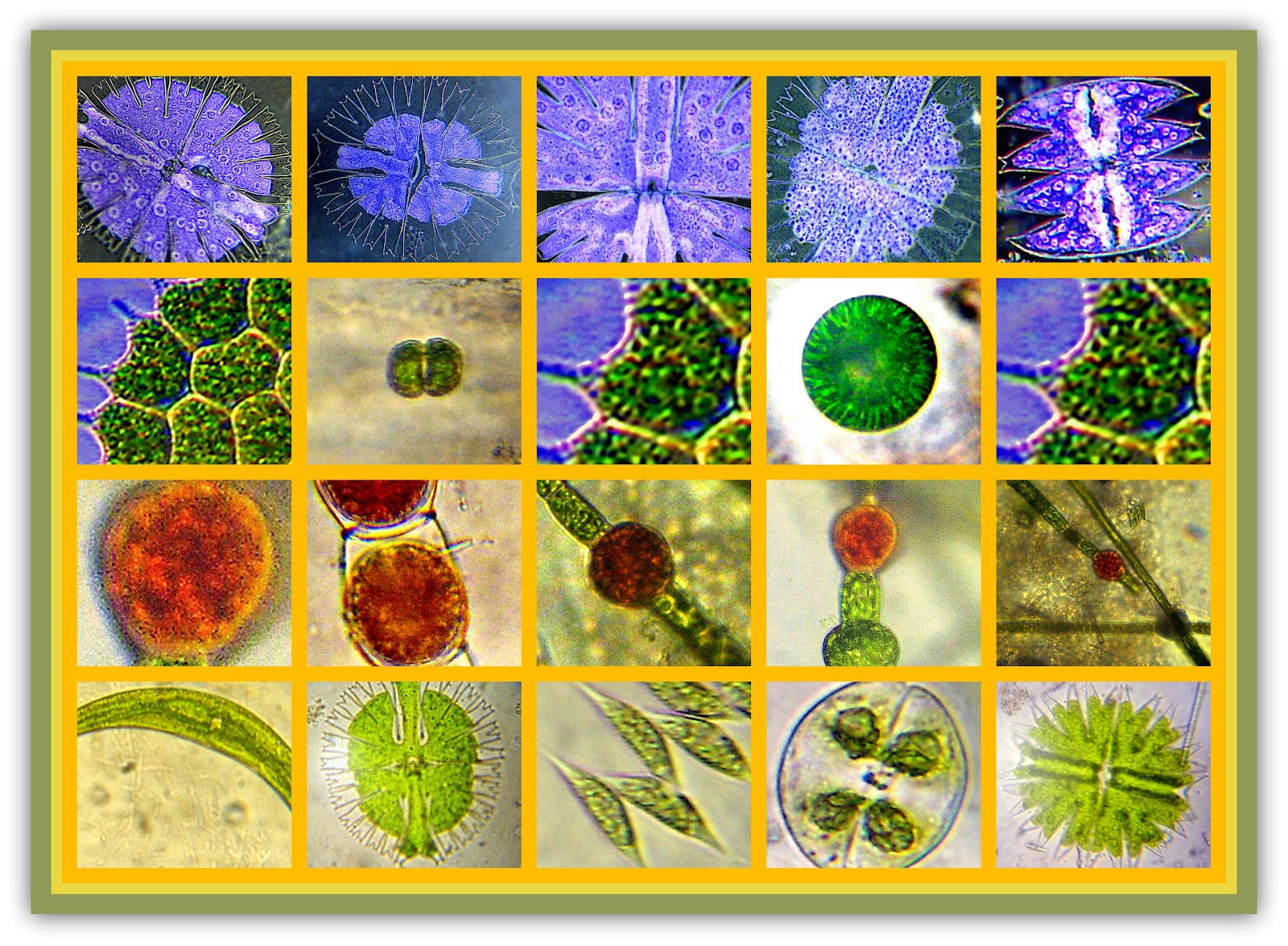 Cultivo de Microalgas em Fotobiorreatores: Tela... Microalgas...
