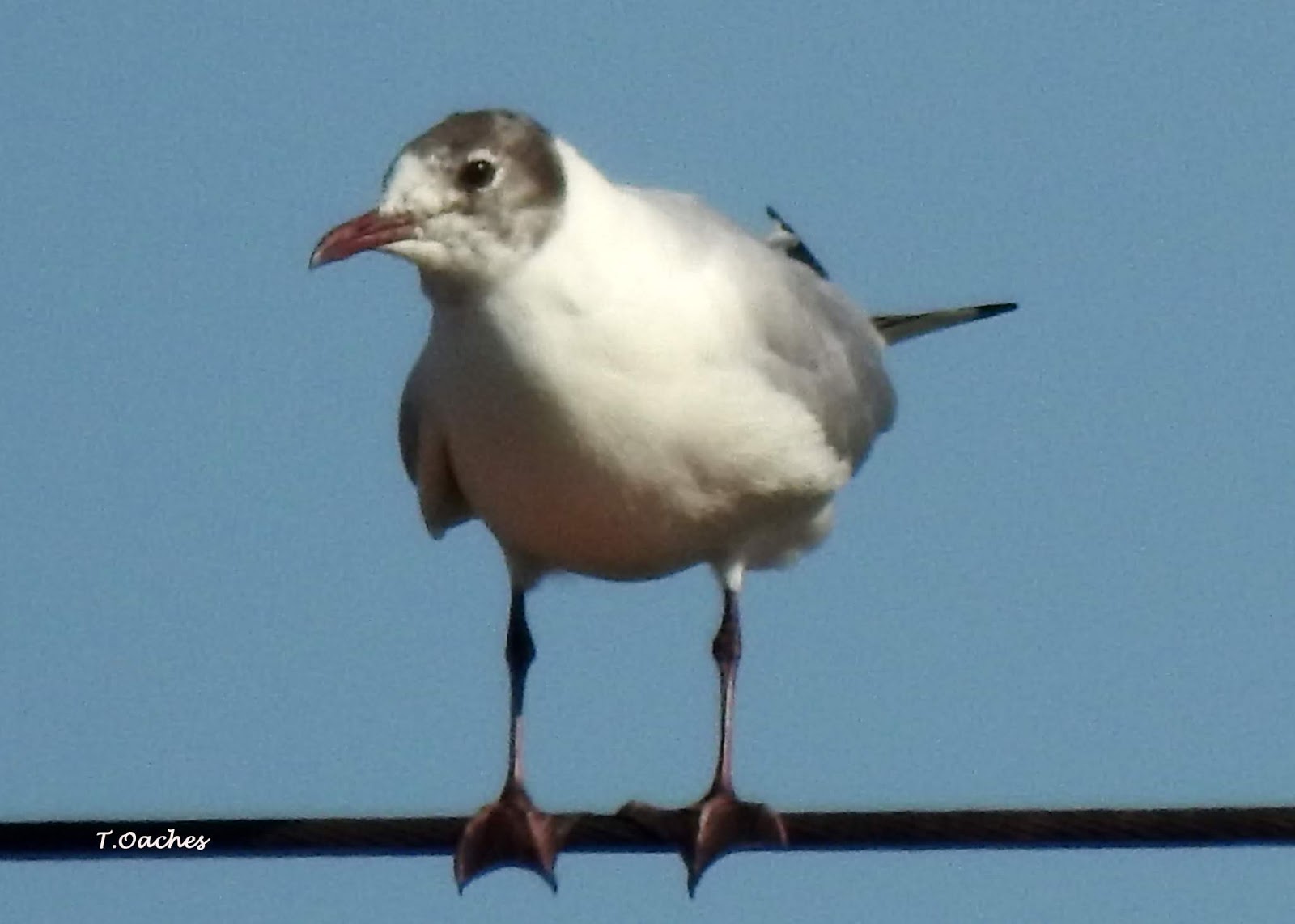 PASARI DIN ROMANIA: PESCARUSUL RAZATOR, Chroicocephalus ridibundus
