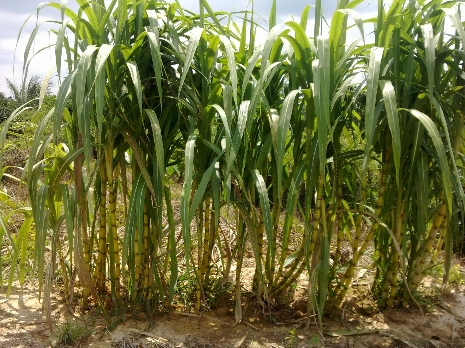 Semanis Tebu Di Bibir: Apa cerite Ladang Tebu sekarang?
