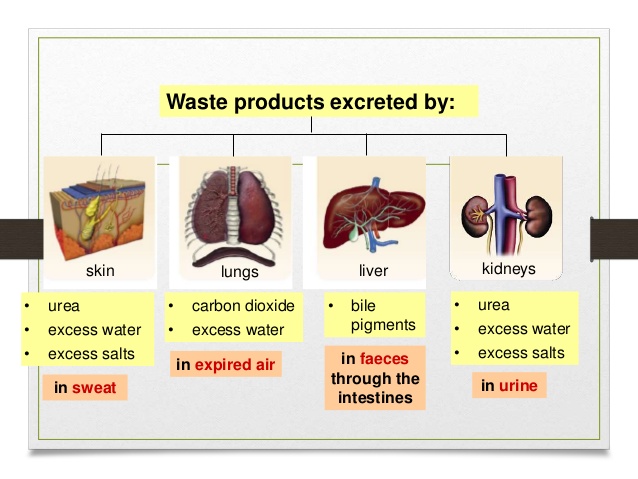 Grade 9: Sem 2 Chapter 13 Excretion