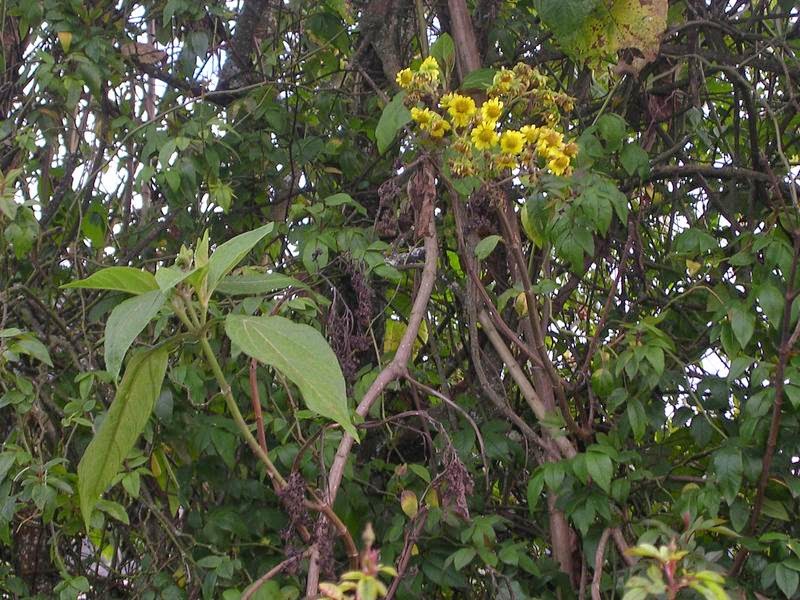 Palmas, arbustos y arboles nativos campus UN: Arboloco - Smallanthus ...