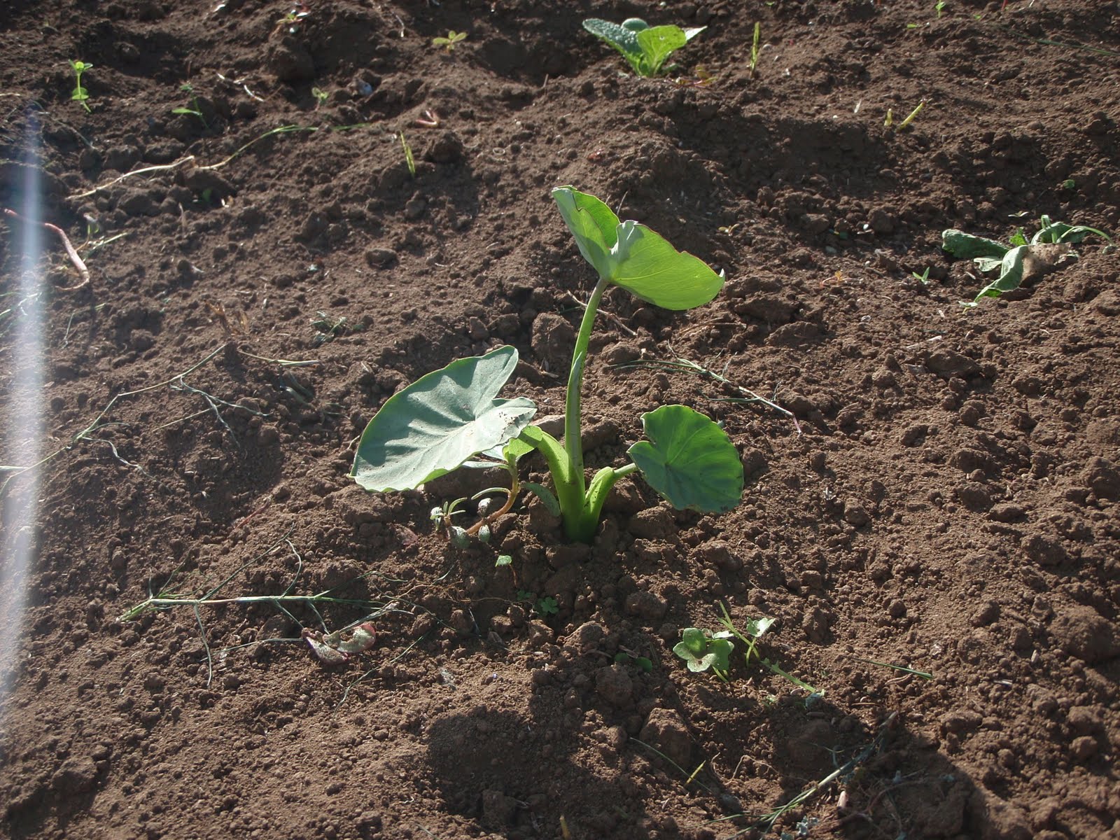 satoimo: GAMBAR PENANAMAN SATOIMO ATAU TALAS JEPANG