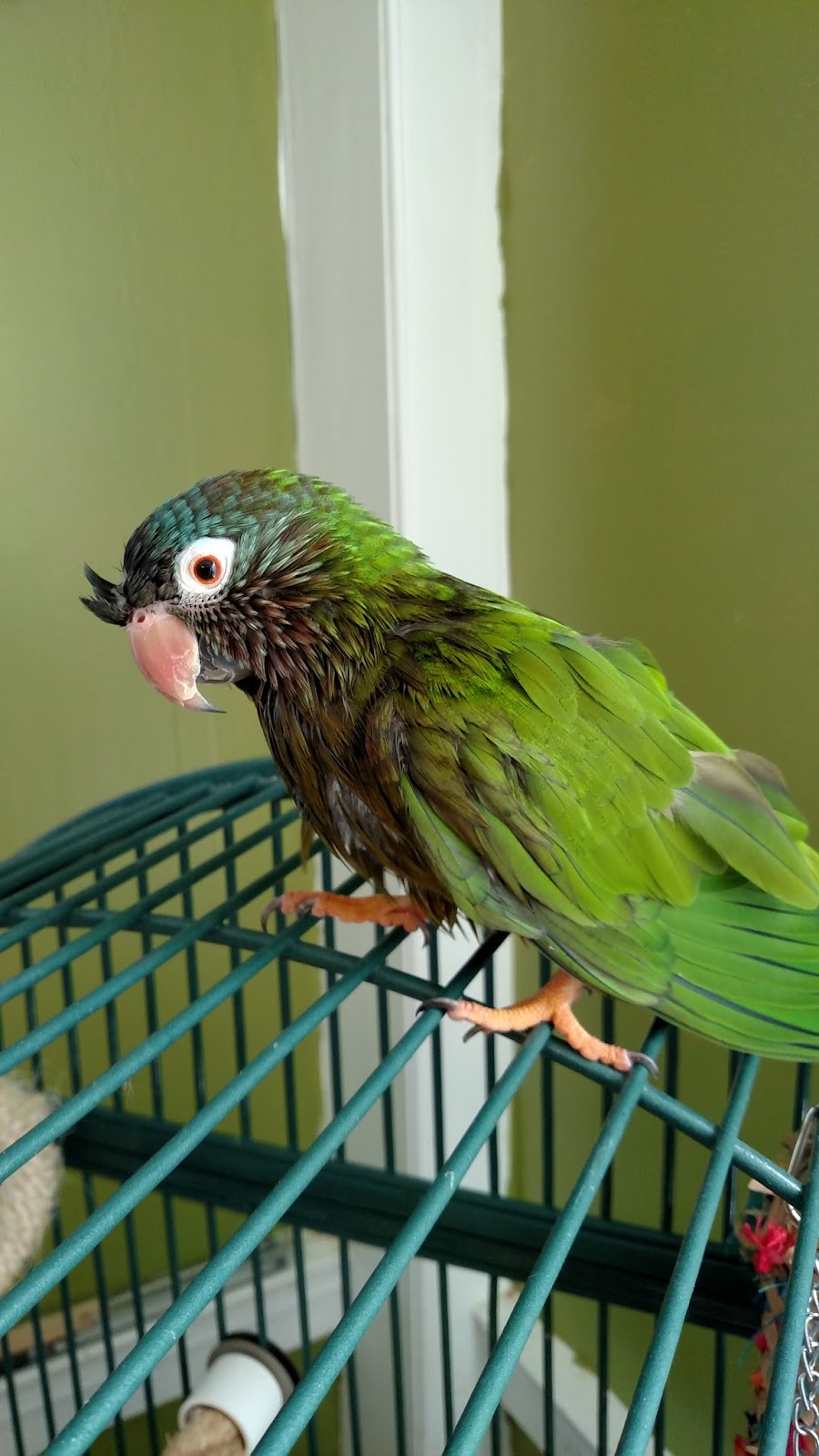 Little Devil?? | Parrot Forum 🦜 Parrot Owners Community