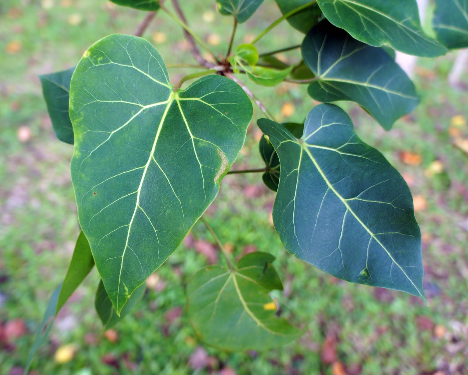 Riverine Parks: Thespesia populnea