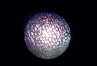 Contoh Laporan Praktikum Biologi Osmosis, Difusi, dan Pengamatan Sel ...