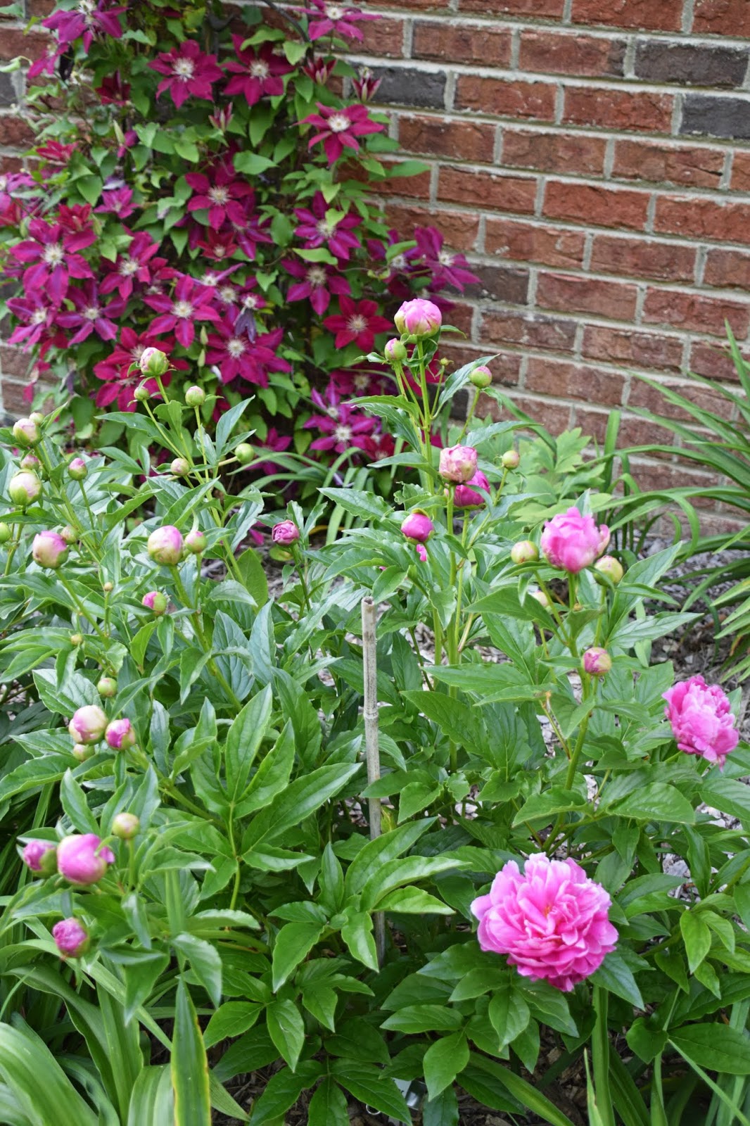 Southern Peony: 2019 Herbaceous Peony 'Lake o' Silver' Achieves ...