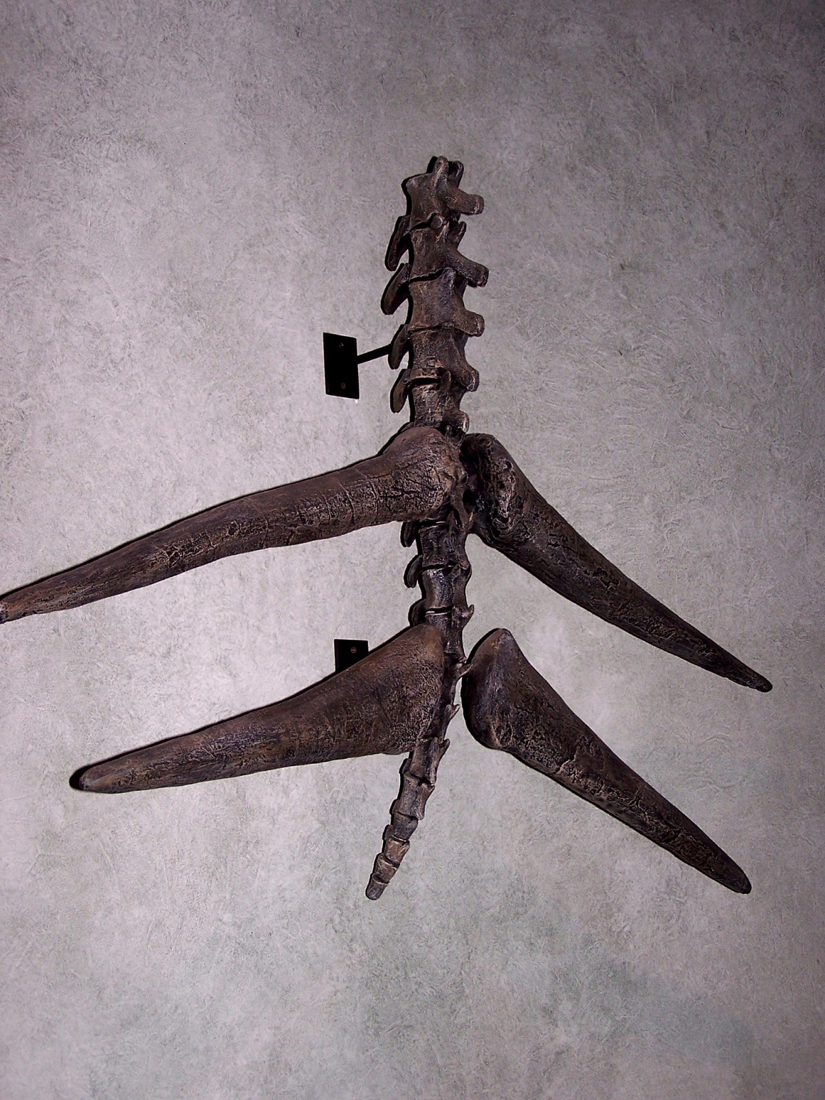 The Natural World: The Thagomizer of Stegosaurus (Stegosaurus Week)