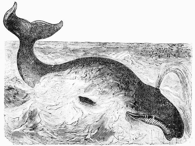 d20 Pirates: The Angry Druid