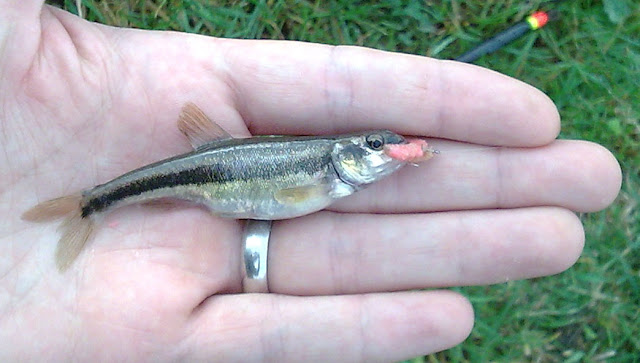 trentjims tribulations: Big minnows, little chub and tiny sticklebacks