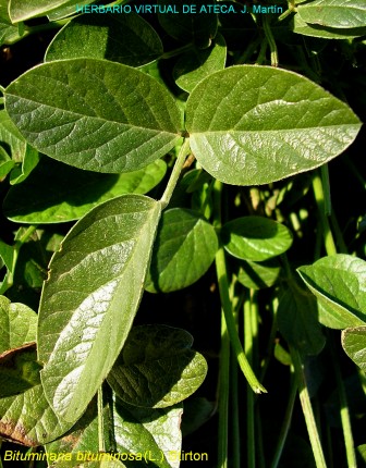 Flora silvestre de Ateca: Bituminaria bituminosa.