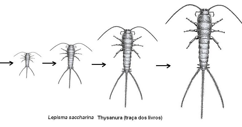 Ciências Catarinense: Os Artrópodes