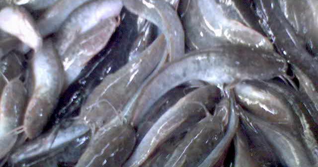 lele phyton - phytoncatfishfarm