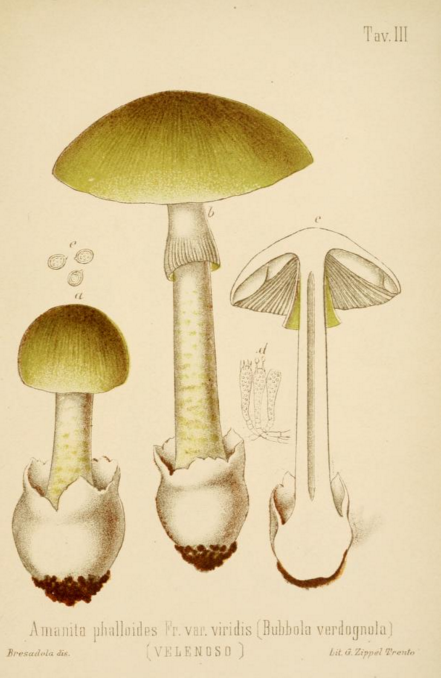 Earth and Space News: Deadly Delicious Death Cap Mushroom Botanical ...