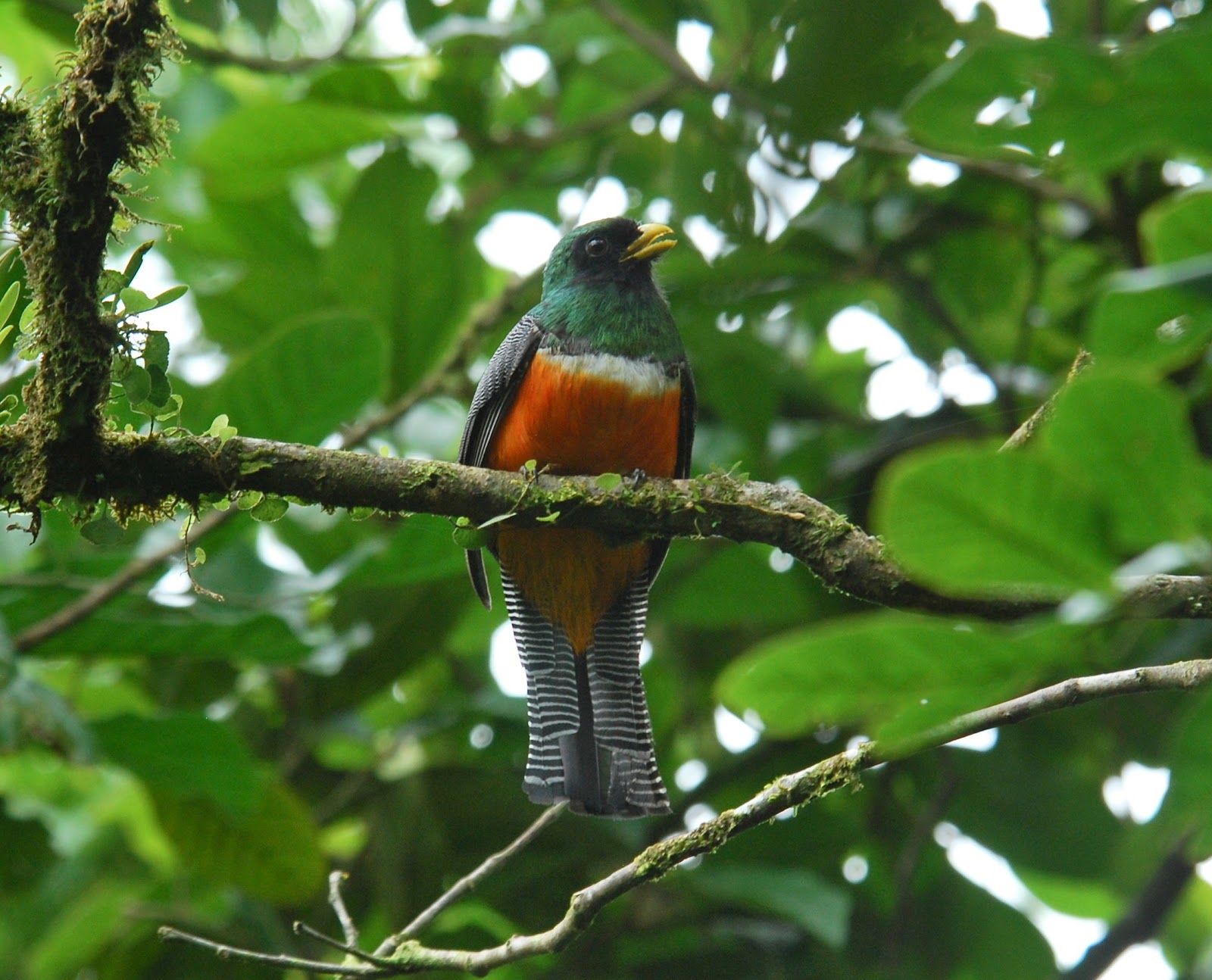 Jan Axel's Blog: Bird of the Month: Orange-bellied Trogon
