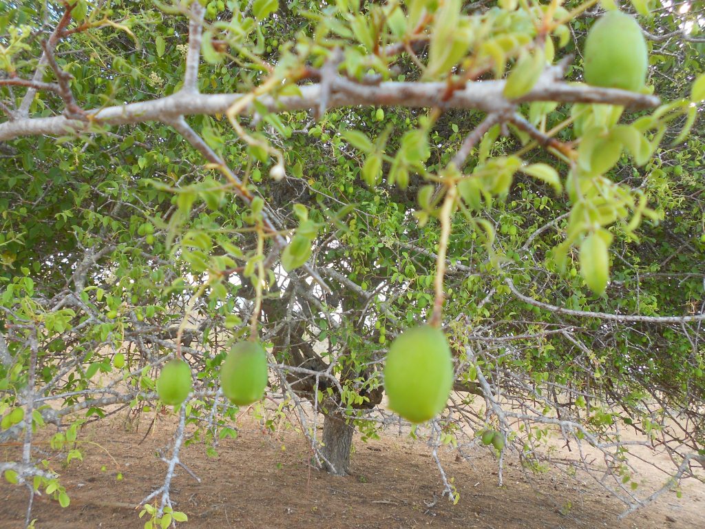 Cacimba Cercada: Mais um temporada do Imbu (Umbu)