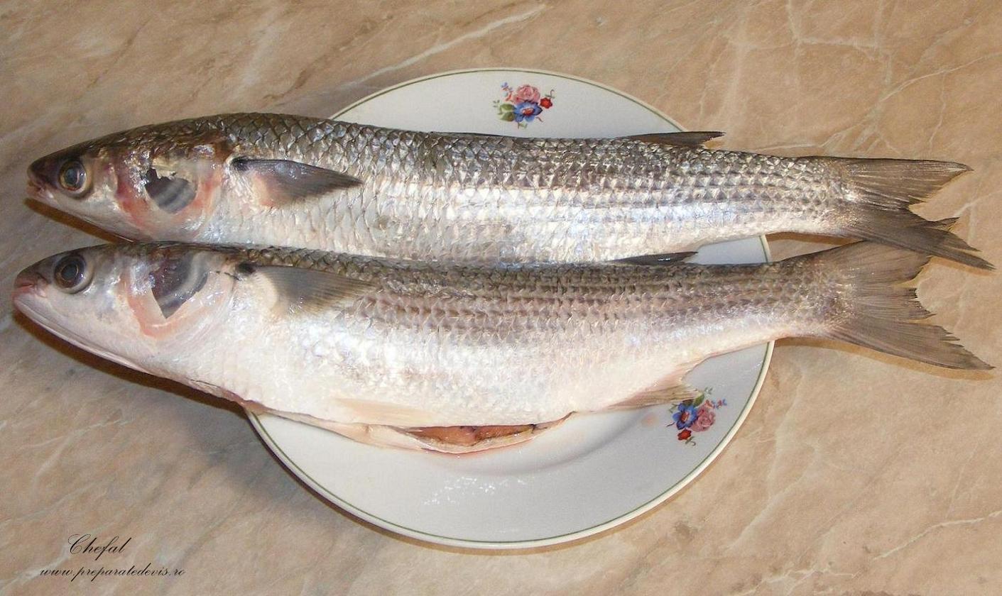 Chefal la gratar | Preparatedevis.ro