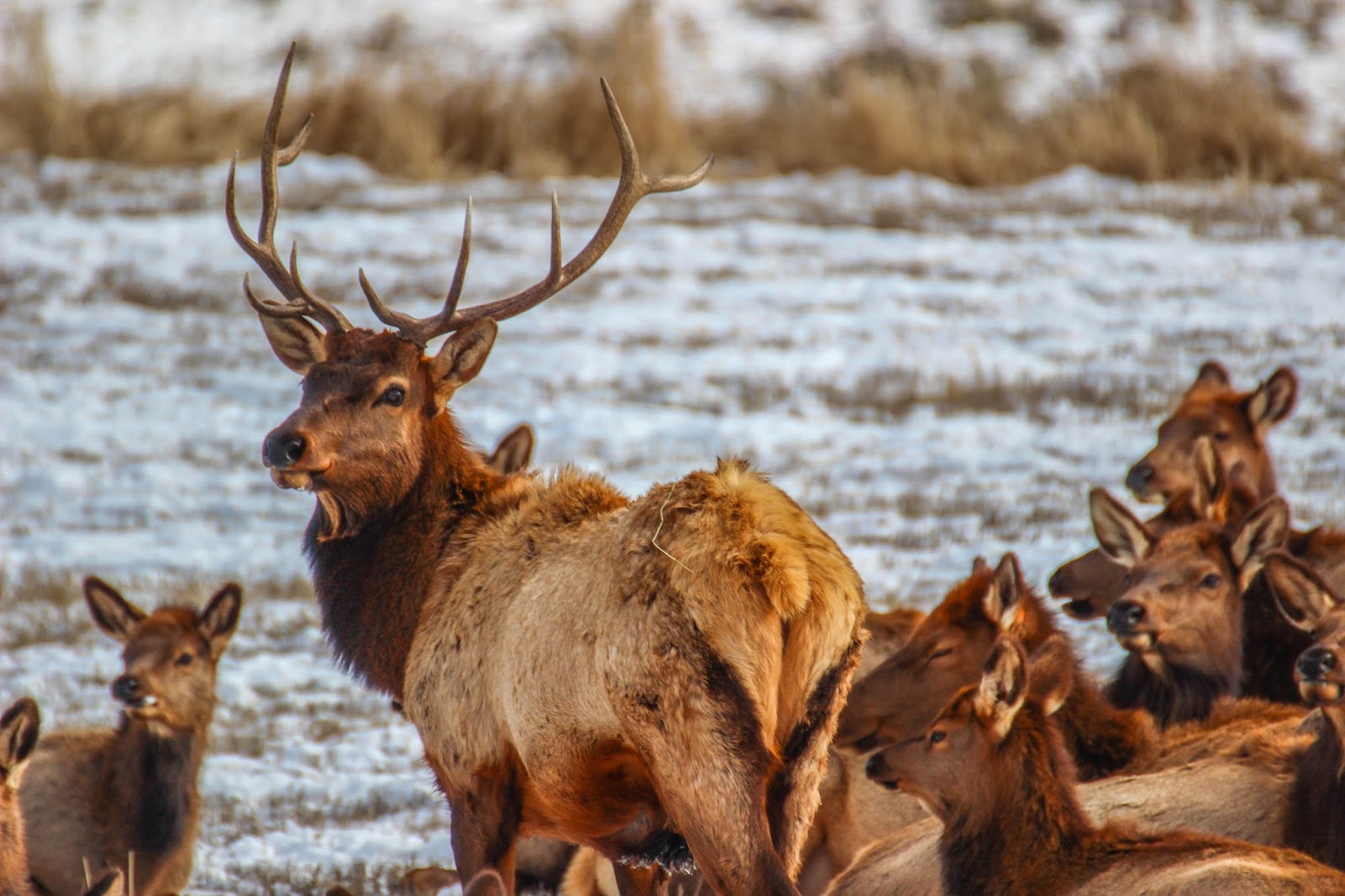Cannundrums: Hardware Ranch Elk - Utah