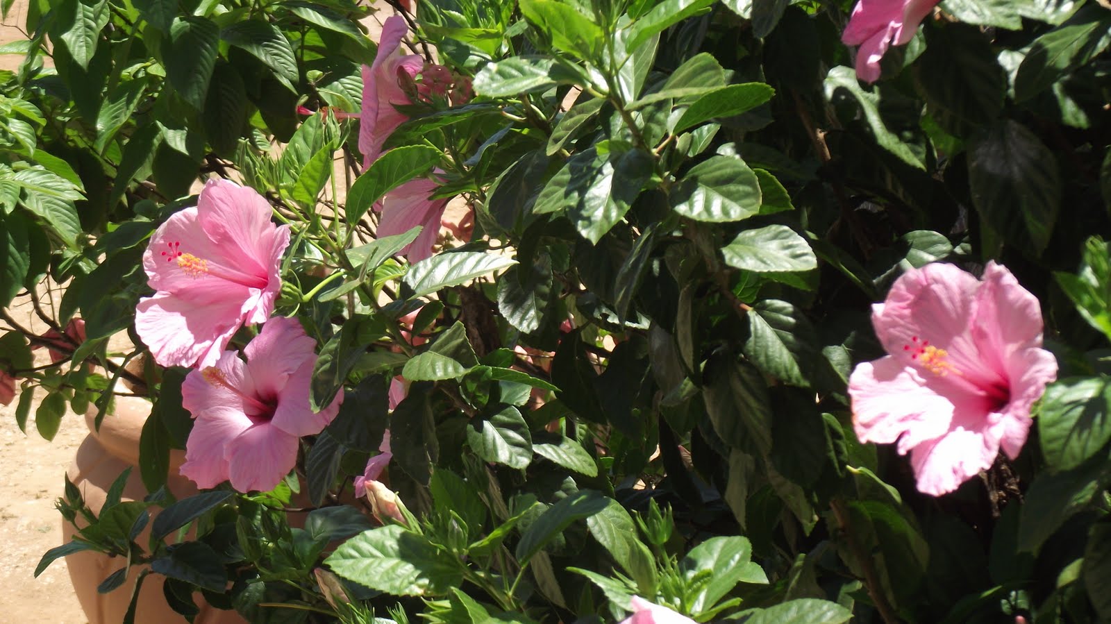 JARDINS MARAVILHOSOS....: hibiscus, uma flor exótica, tropical, linda!!!