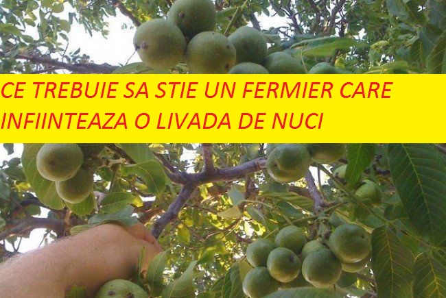 Doctorul Plantelor: CE TREBUIE SA STIE UN FERMIER CARE INFIINTEAZA O ...