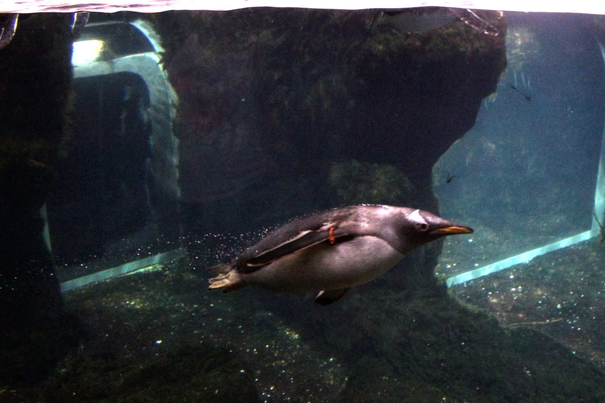 Lipnickai - apie ir aplink mus. : Genuja - 09 23