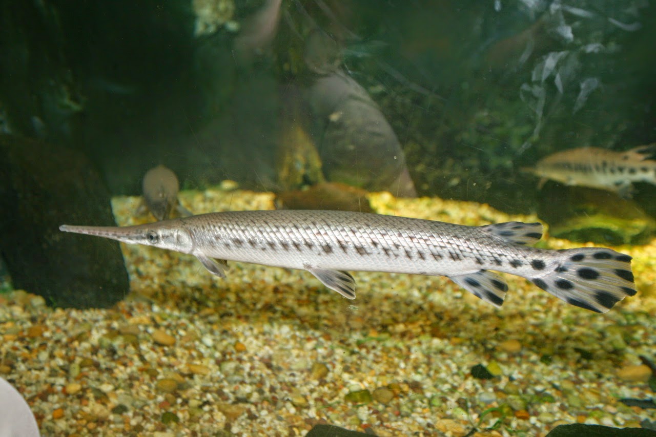 AquaCorner: Jenis Jenis Gar