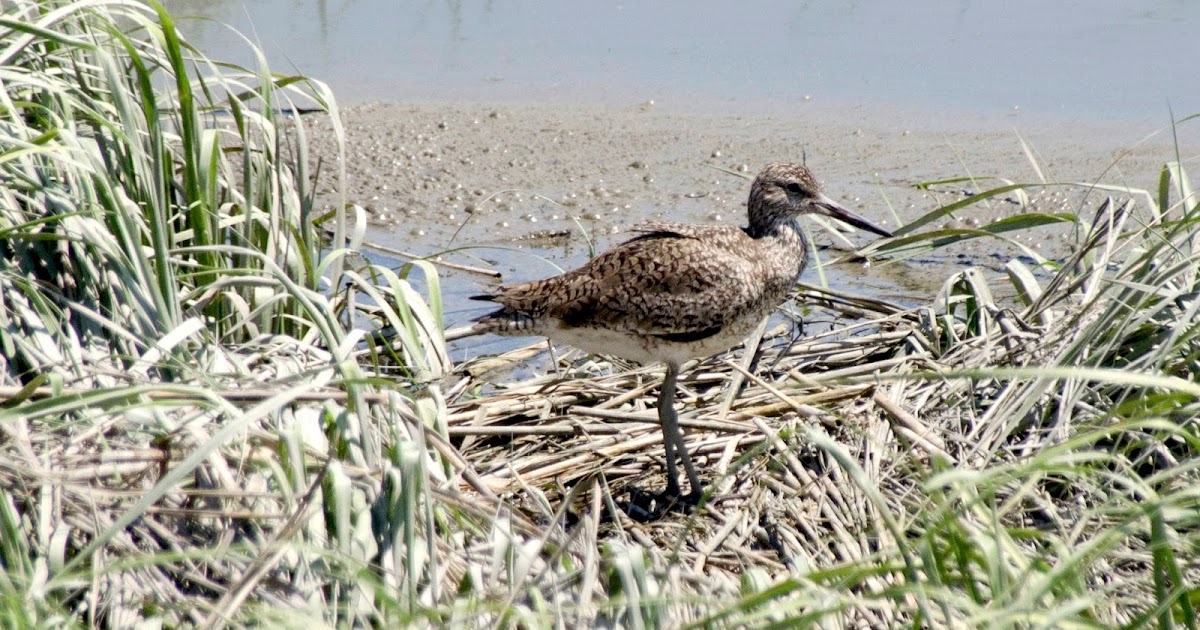 Urban Wildlife Guide: Willet
