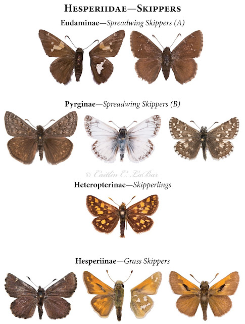 Northwest Butterflies: Naming Lepidoptera