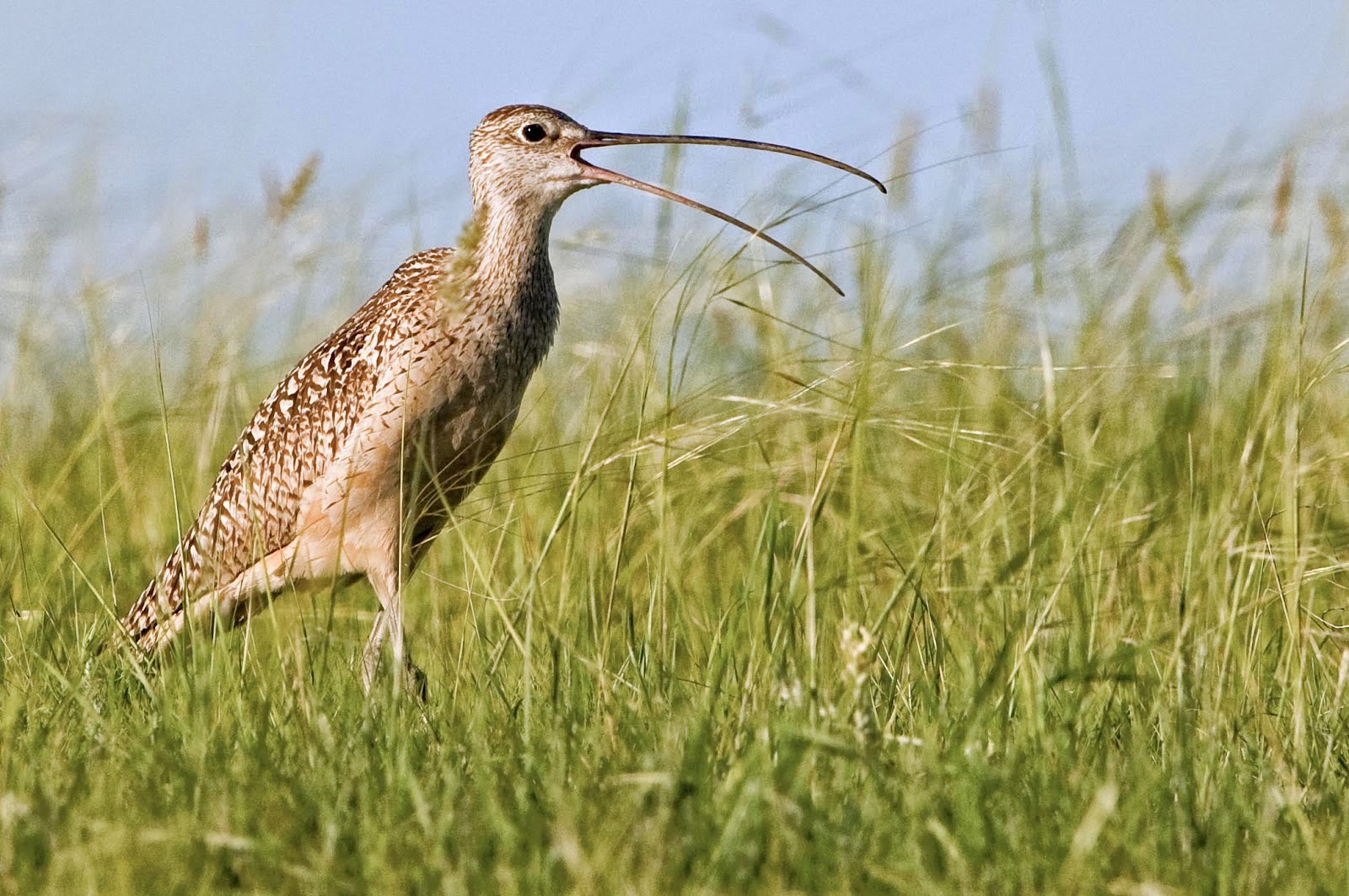 Trevor Herriot's Grass Notes: Why habitat matters: the flight of a long ...