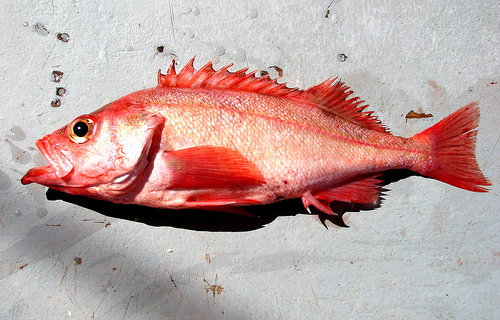 Ocean Perch - Fishes