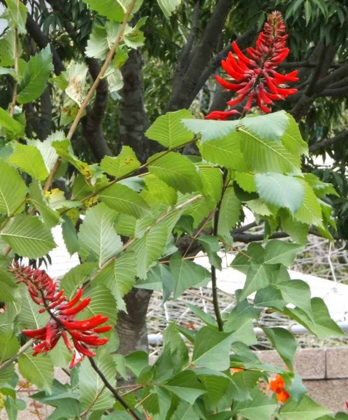 Future Plants by Randy Stewart: Coral Bean