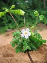 Unexpected Life: RUMPUT KEBAR