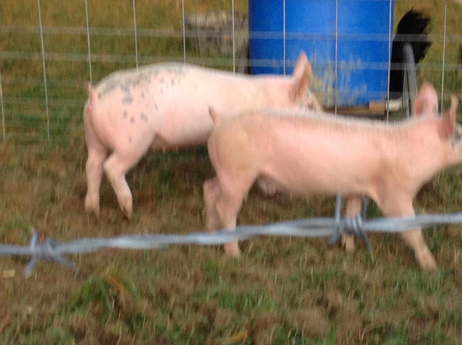 The Old White Farmhouse: These Little Piggies Went to Market
