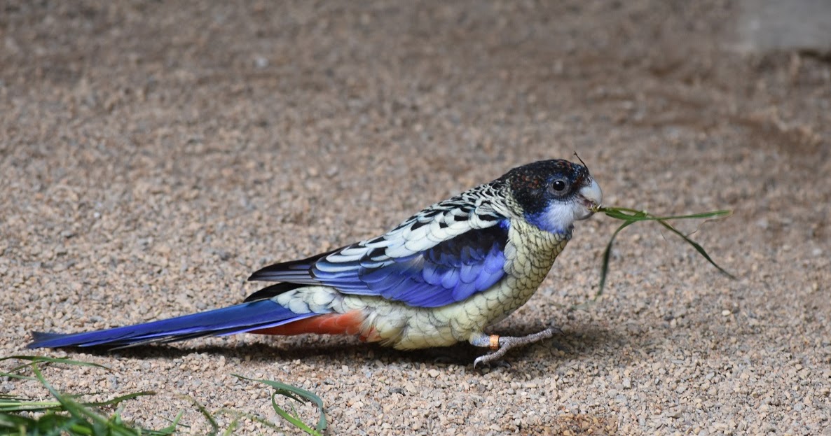 ZOOTOGRAFIANDO (6.100 ANIMALS): ROSELLA DEL NORTE / NORTHERN ROSELLA ...