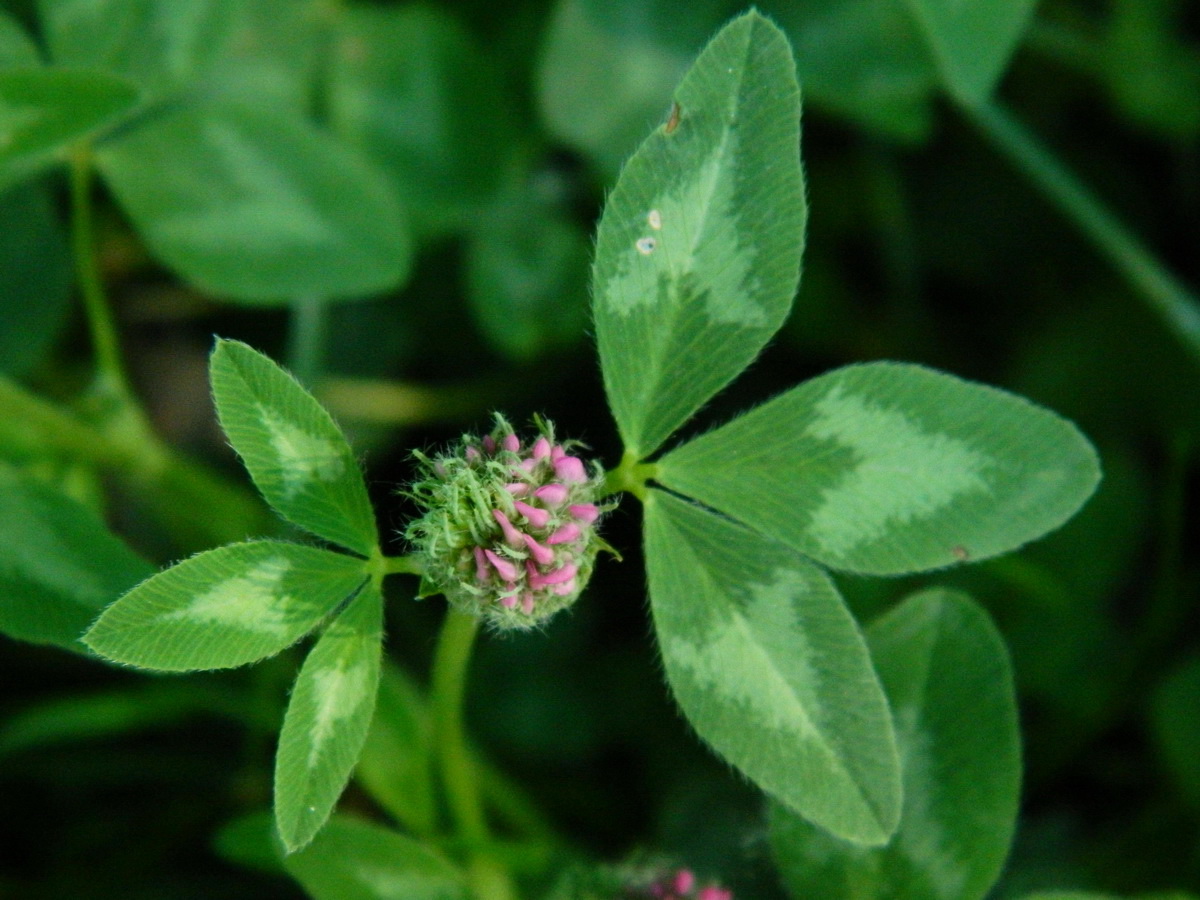LA MULTI ANI, ROMANIA!: Flori mov de lucerna
