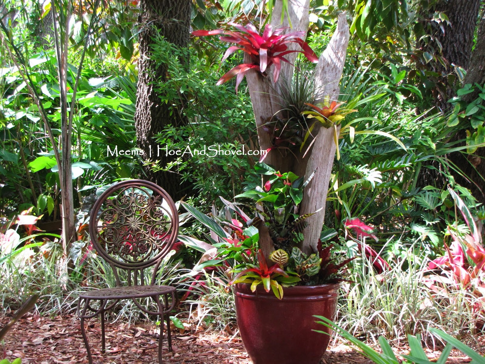Hoe and Shovel: How-to Make a Bromeliad "Tree"