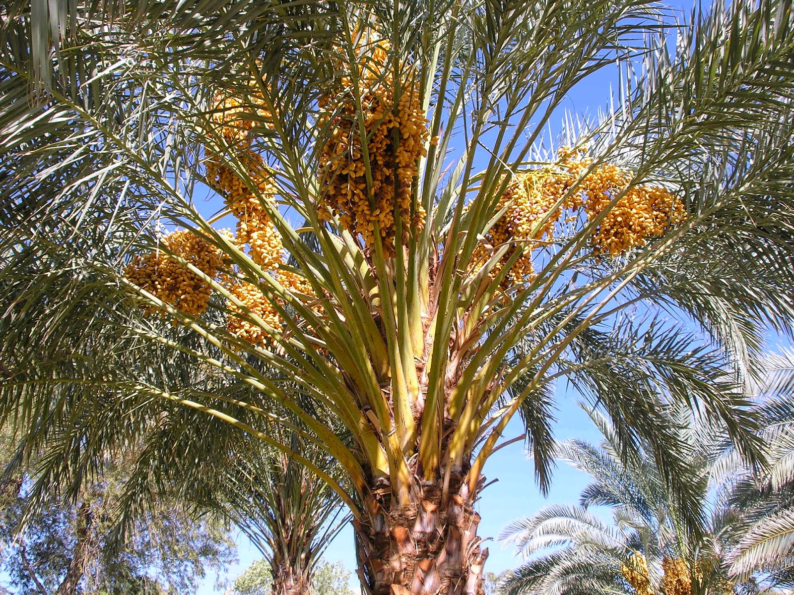 Travel with the Slivas: China Ranch Date Farm, Tecopa, CA