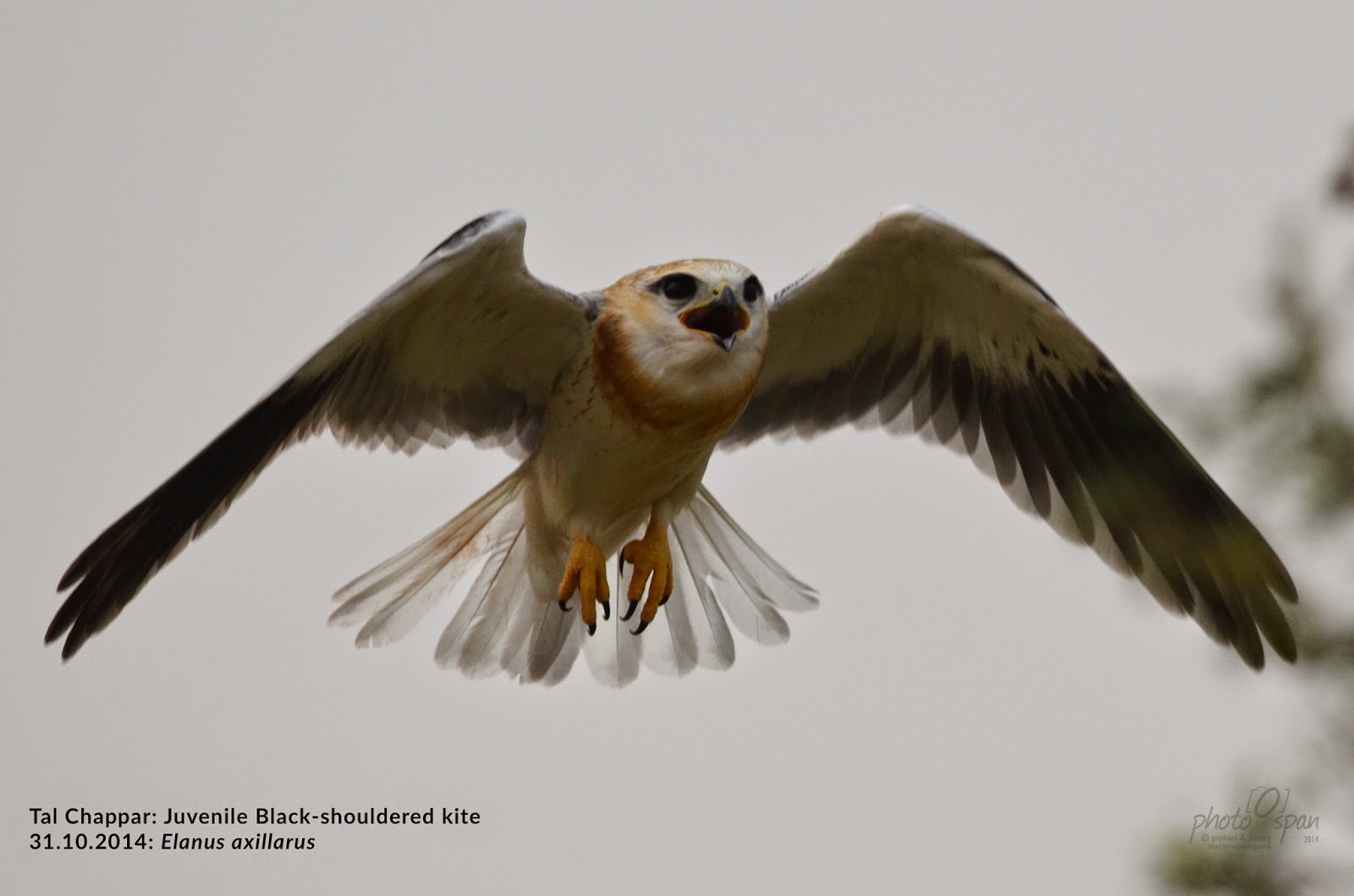 Black-shouldered kite (Juvenile): Elanus axillarus | Photo Span