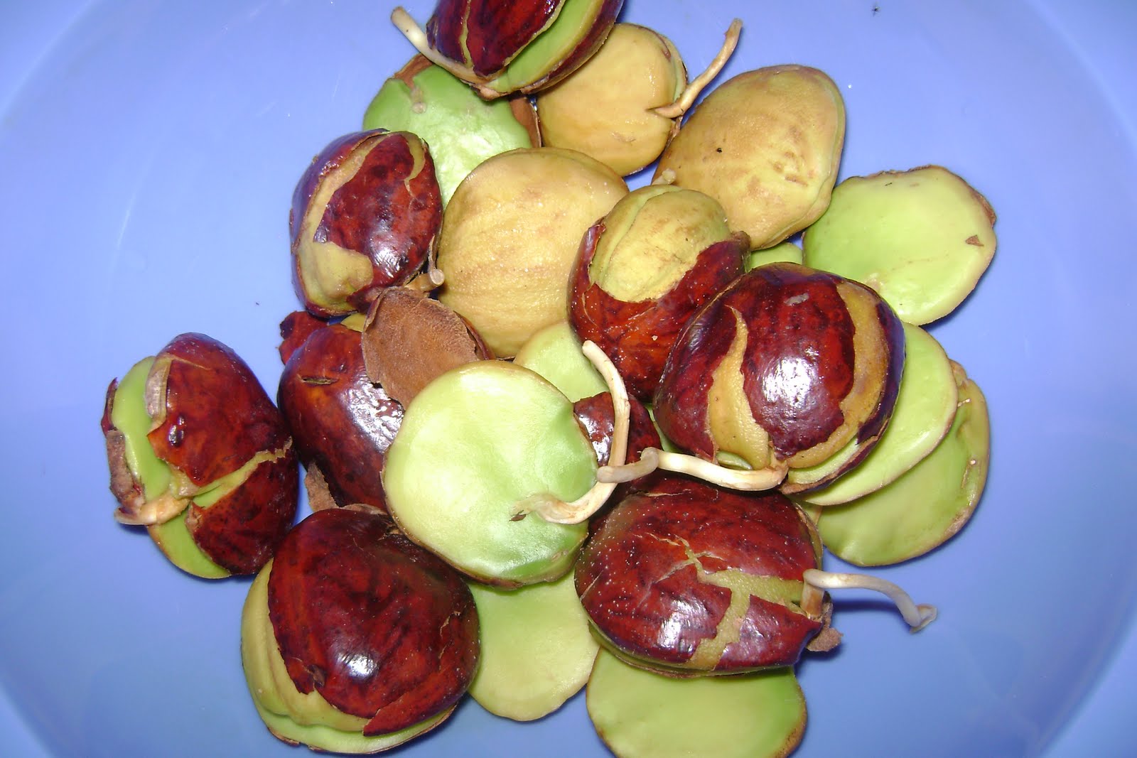 SEINDAH BAHASA: rinduku bertunas kembali.....