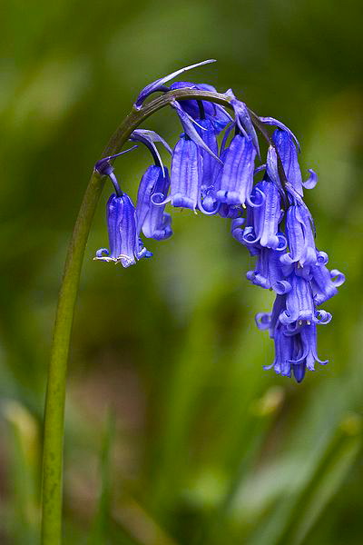 Where Five Valleys Meet: British Bluebells